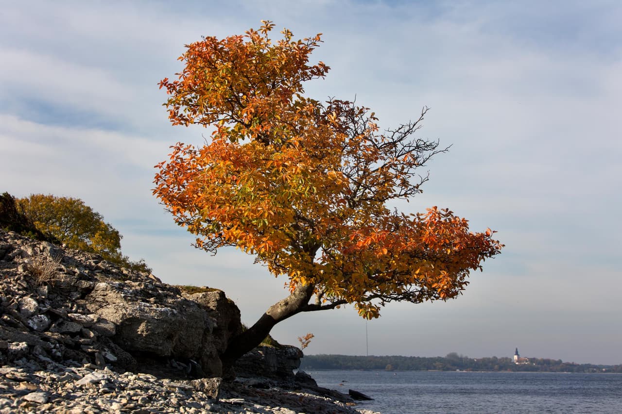 Gotland jouit d’une nature généreuse et d’une histoire médiévale rema ...